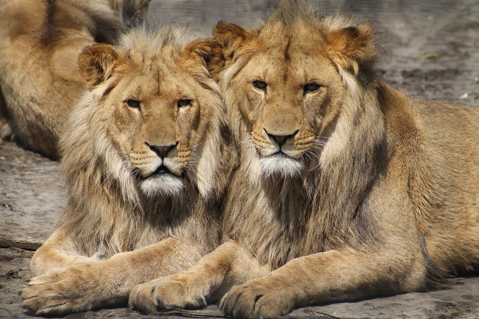 Parco del Serengeti, leoni attaccano un guardiano dello zoo - Petsblog