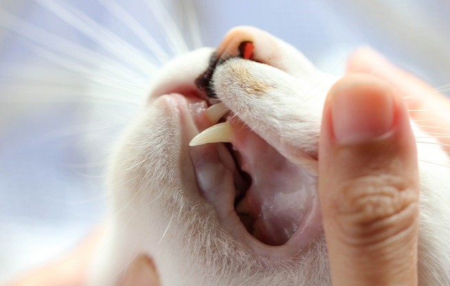 Gengivite cronica e esofagite nel gatto: cause, sintomi e cosa fare ...