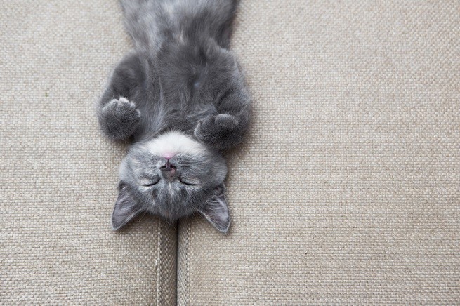 Etogramma del gatto: come si comporta quando dorme? - Petsblog