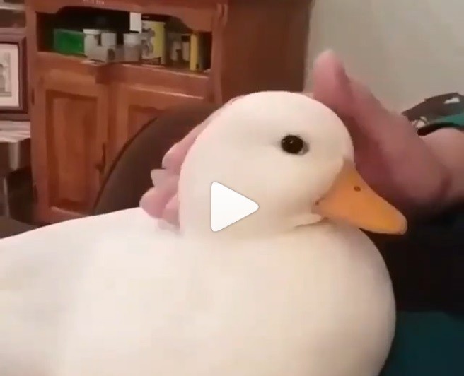 Il tenero video della papera che adora essere coccolata - Petsblog