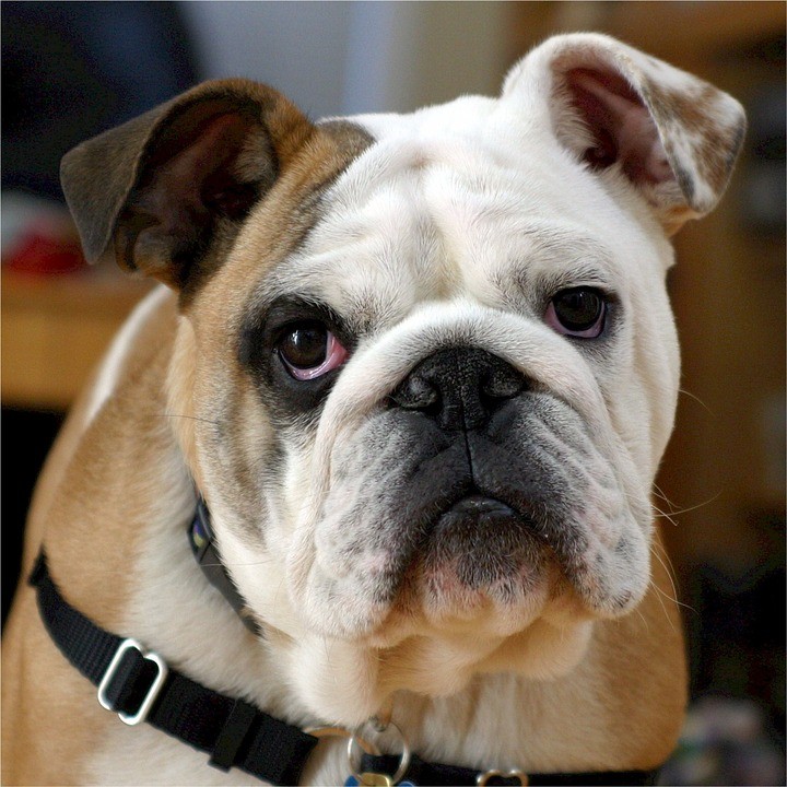 Bulldog: carattere, standard e prezzo - Petsblog