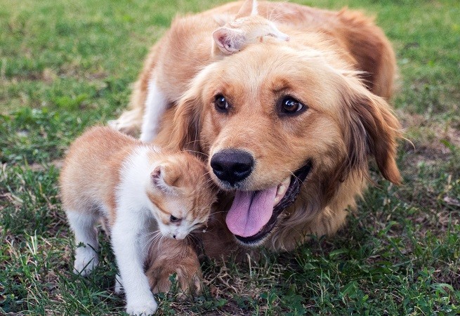 Ritardato svuotamento gastrico nel cane e gatto: cause, sintomi e ...