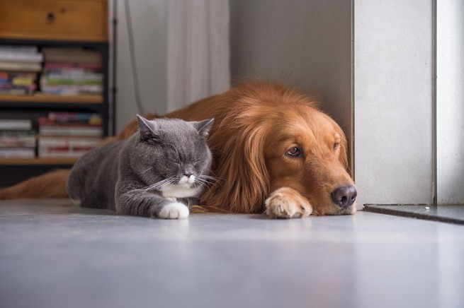 Rottura del tendine del tricipite nel cane e gatto: complicanze - Petsblog