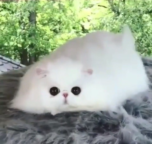 Il divertente video del gatto cacciatore più “batuffoloso” del web ...