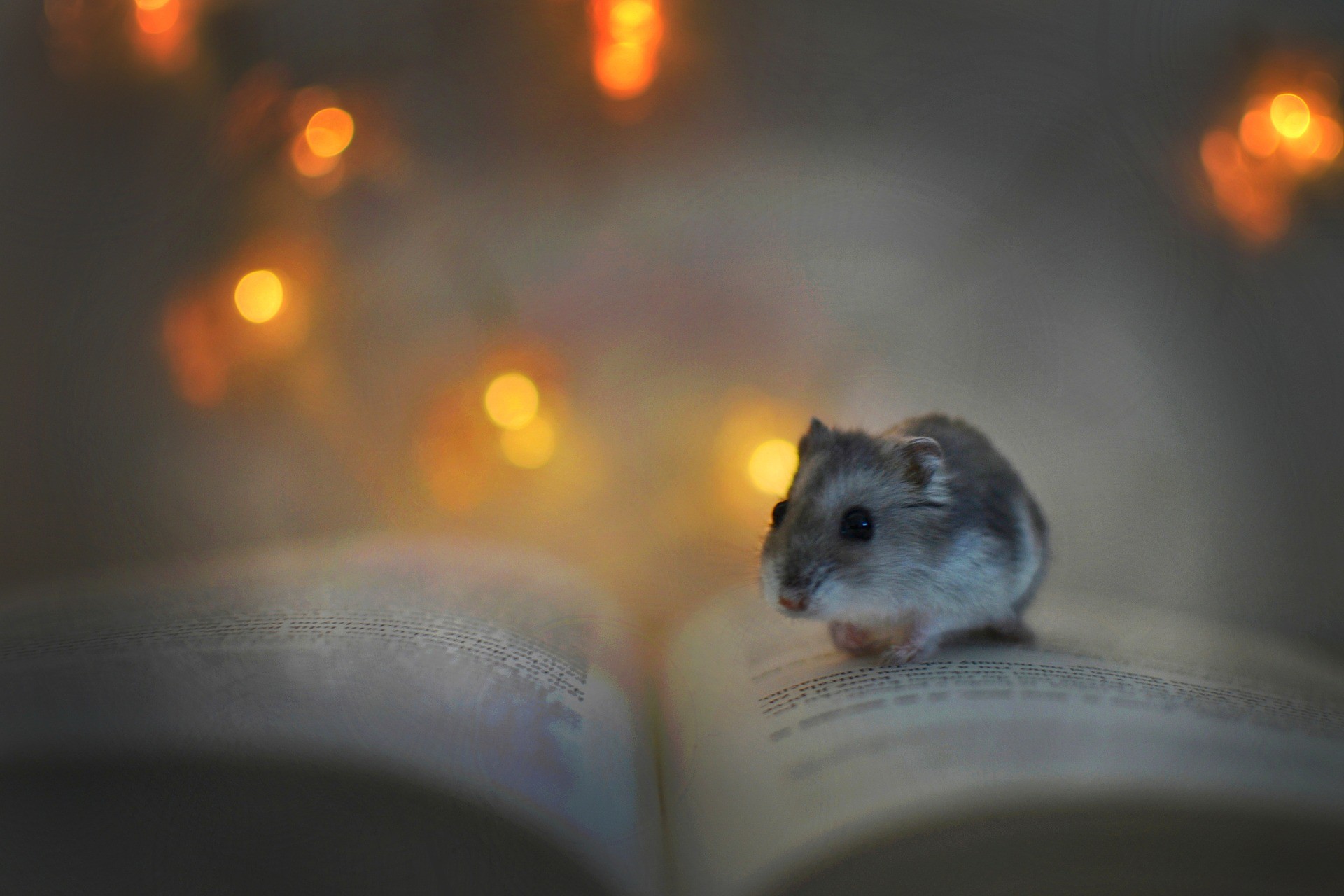 Foto di criceti carini - Petsblog