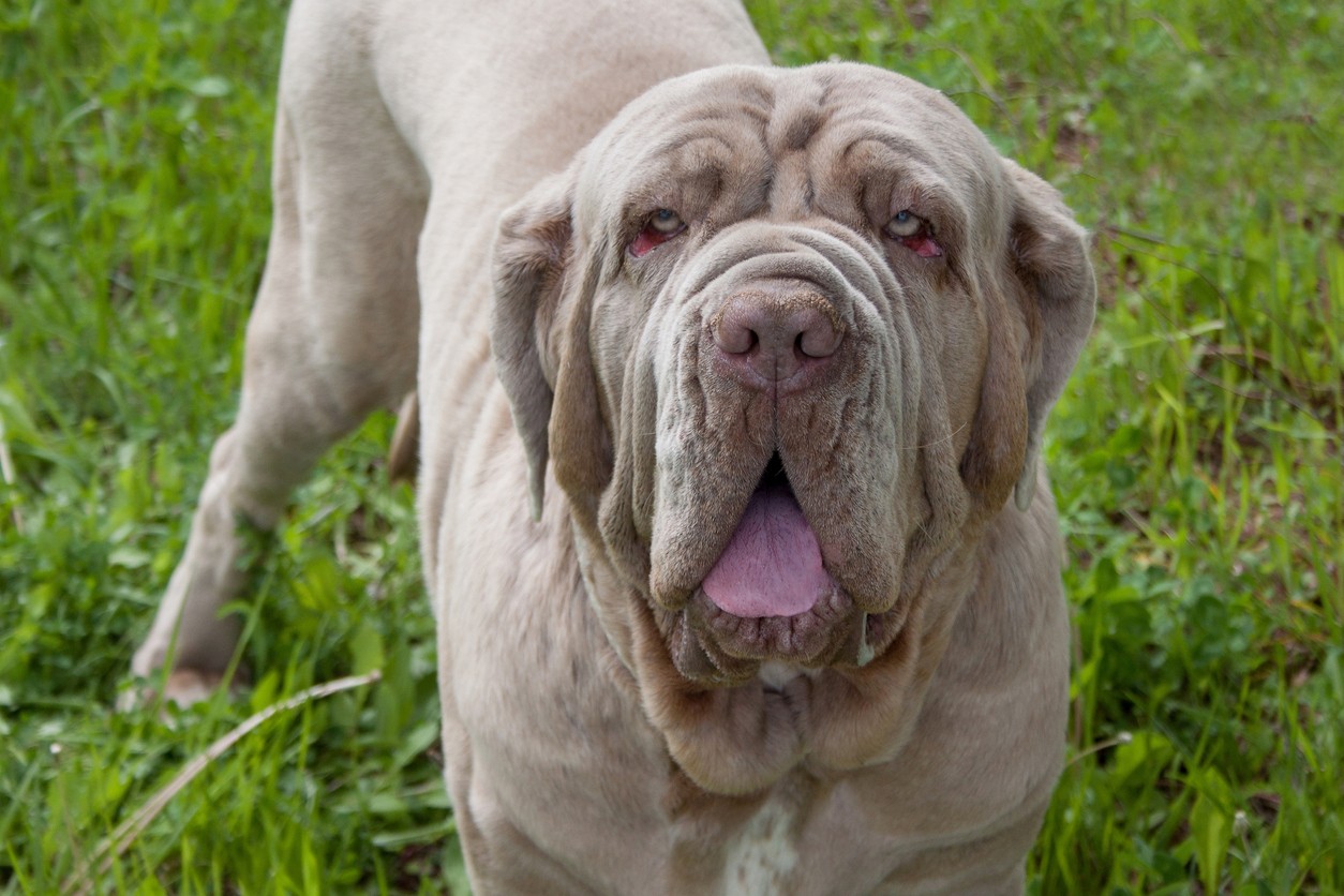 Mastino Napoletano: colori, peso, prezzo - Petsblog