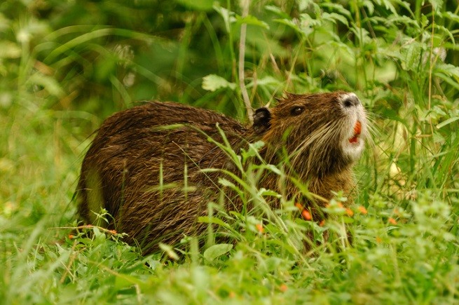 Nutrie: cosa mangiano e alimentazione - Petsblog