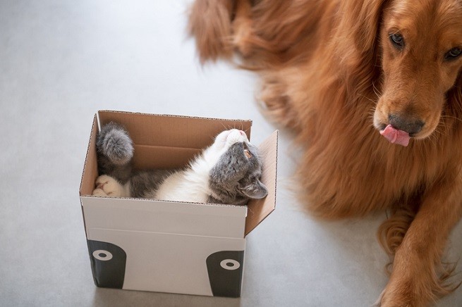 LDH alto nel cane e gatto: cause e cosa fare - Petsblog