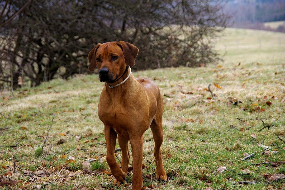 Rhodesian Ridgeback: carattere, peso e prezzo - Petsblog