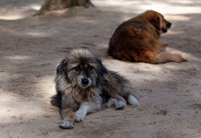 Cani randagi: sono capaci di comprendere i gesti umani - Petsblog