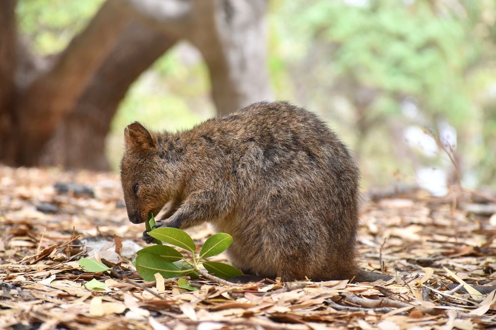 Quokka, curiosità e immagini - Petsblog