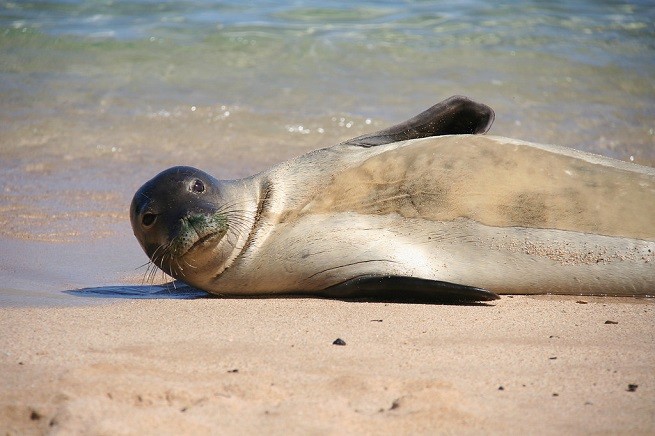 Foca monaca, dopo 60 anni il ritorno nella grotta sull'Isola di Capraia ...