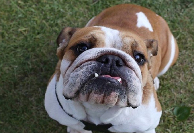 Lewis Hamilton: morto Coco, il cane del campione di Formula 1 - Petsblog