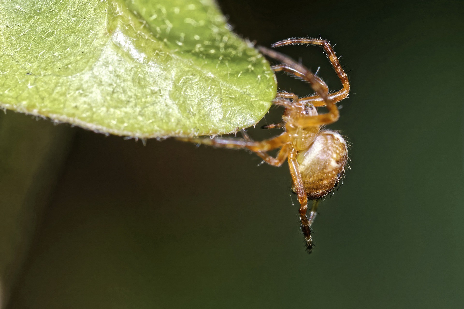 Perchè questo ragno si chiama come Greta Thunberg? - Petsblog