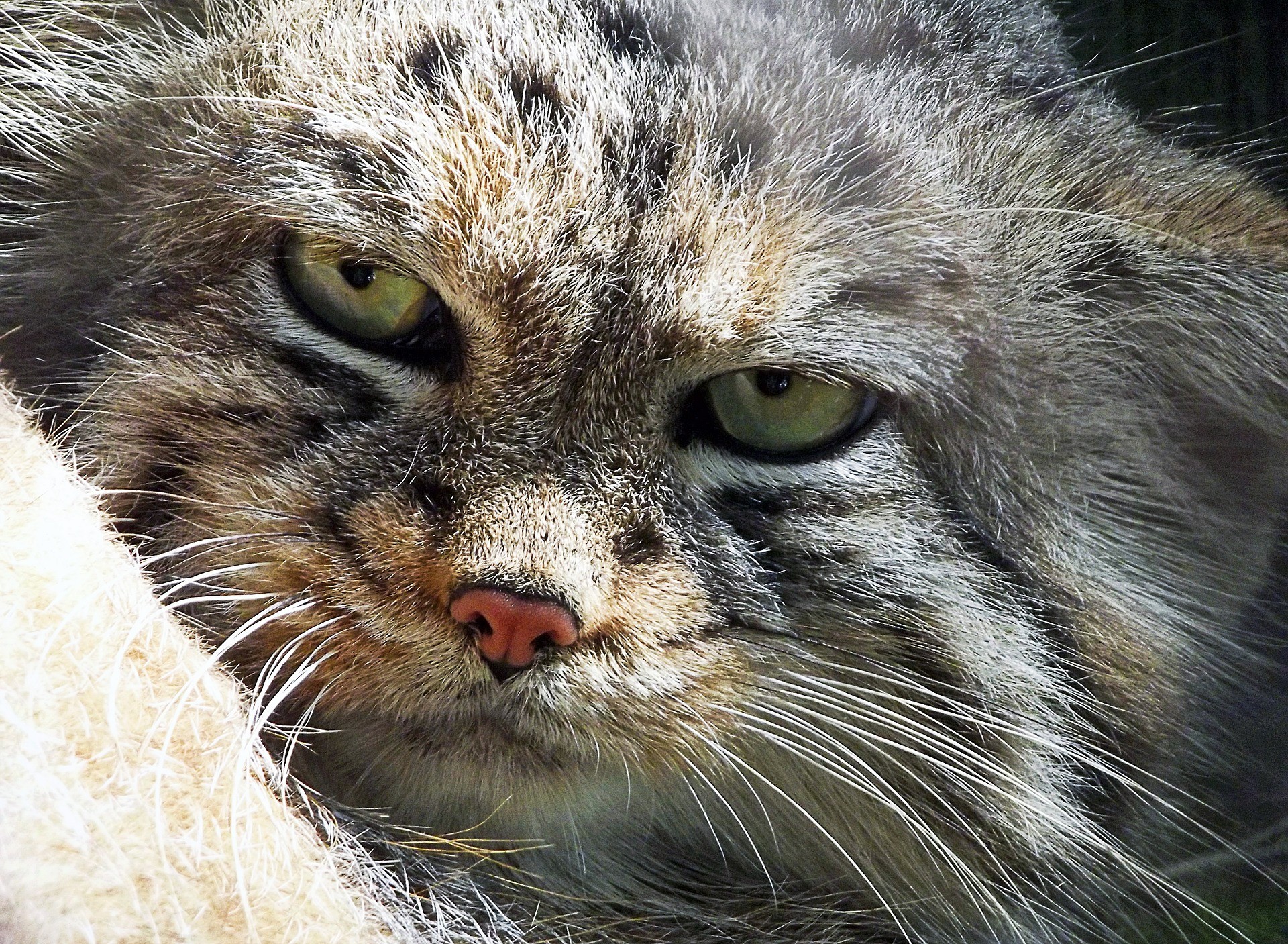 Gatto Manul, il micio più espressivo del mondo - Petsblog