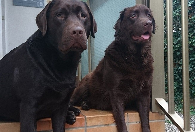 Labrador Fluffy: conosciamo meglio il Labrador a pelo lungo - Petsblog