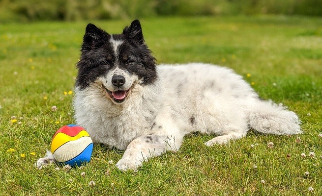 Malattie zecche cane: quali sono le principali? - Petsblog