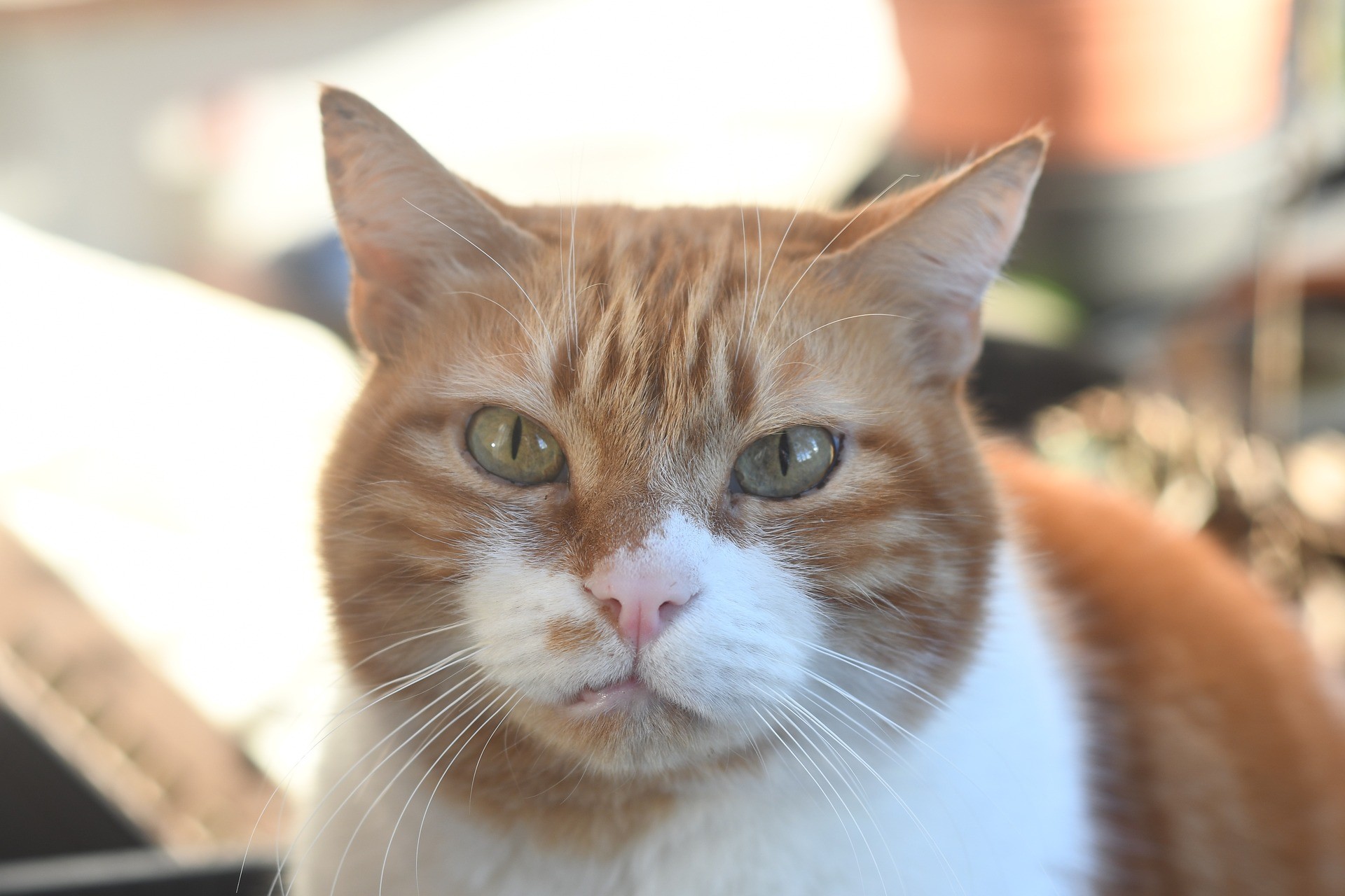 Gatti giganti invadono le città: le immagini che cambieranno la tua ...