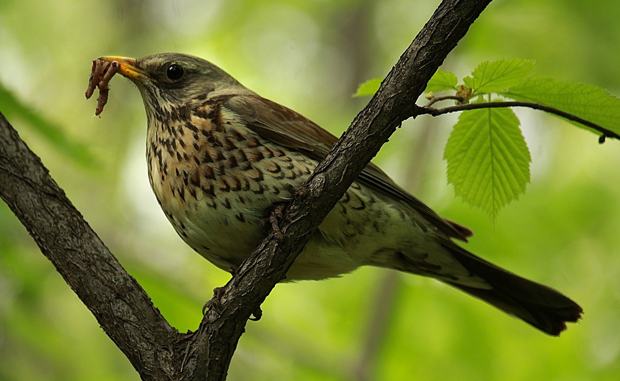Tordo: cosa mangia e consigli di alimentazione - Petsblog