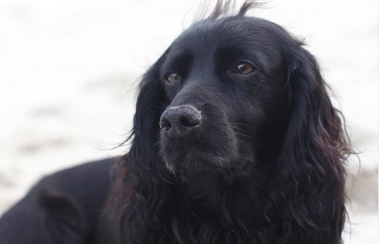 William e Kate: arriva un nuovo cucciolo di Cocker spaniel dopo la ...