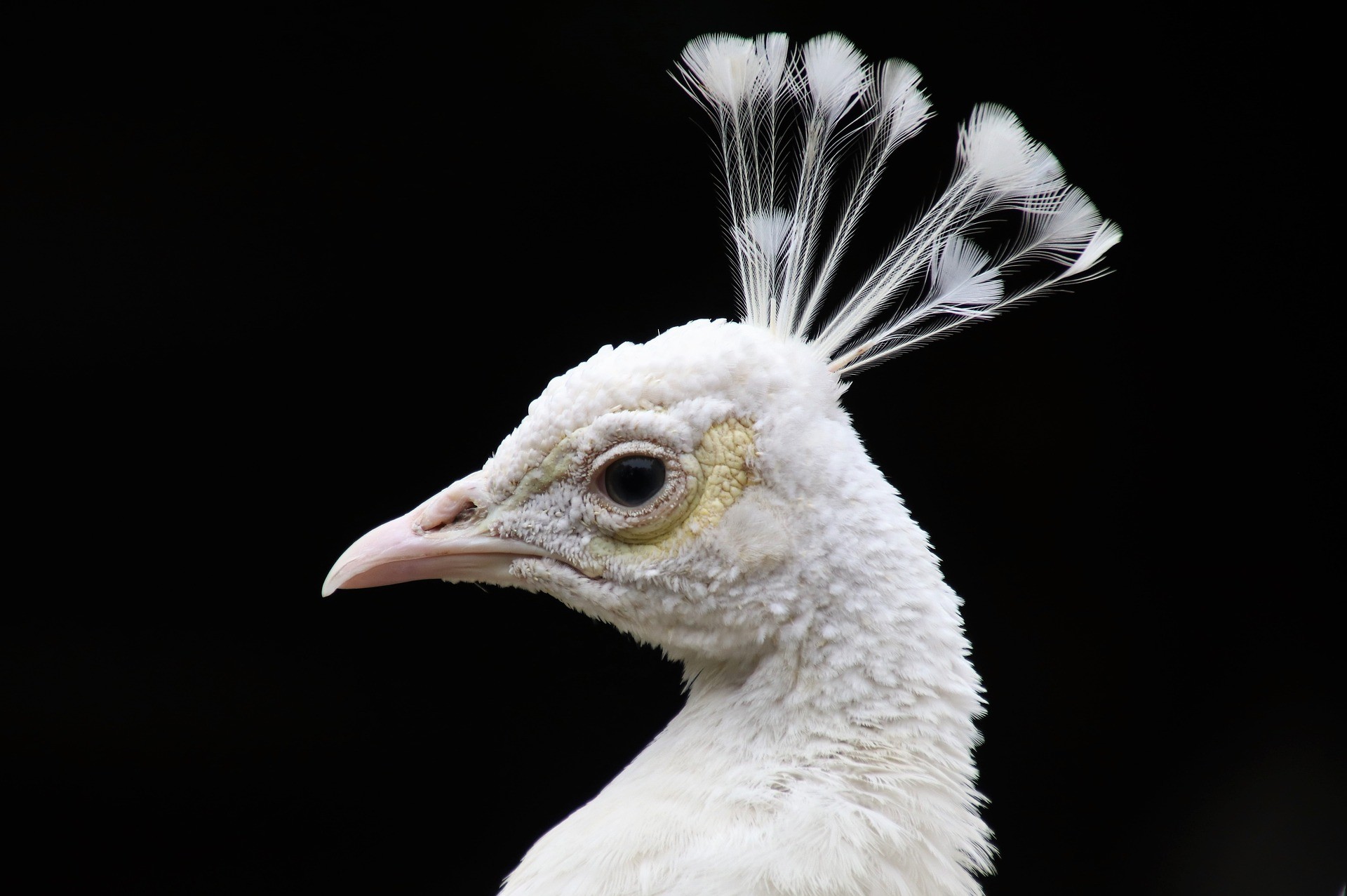 Animali albini, scopri le meraviglie più straordinarie della natura