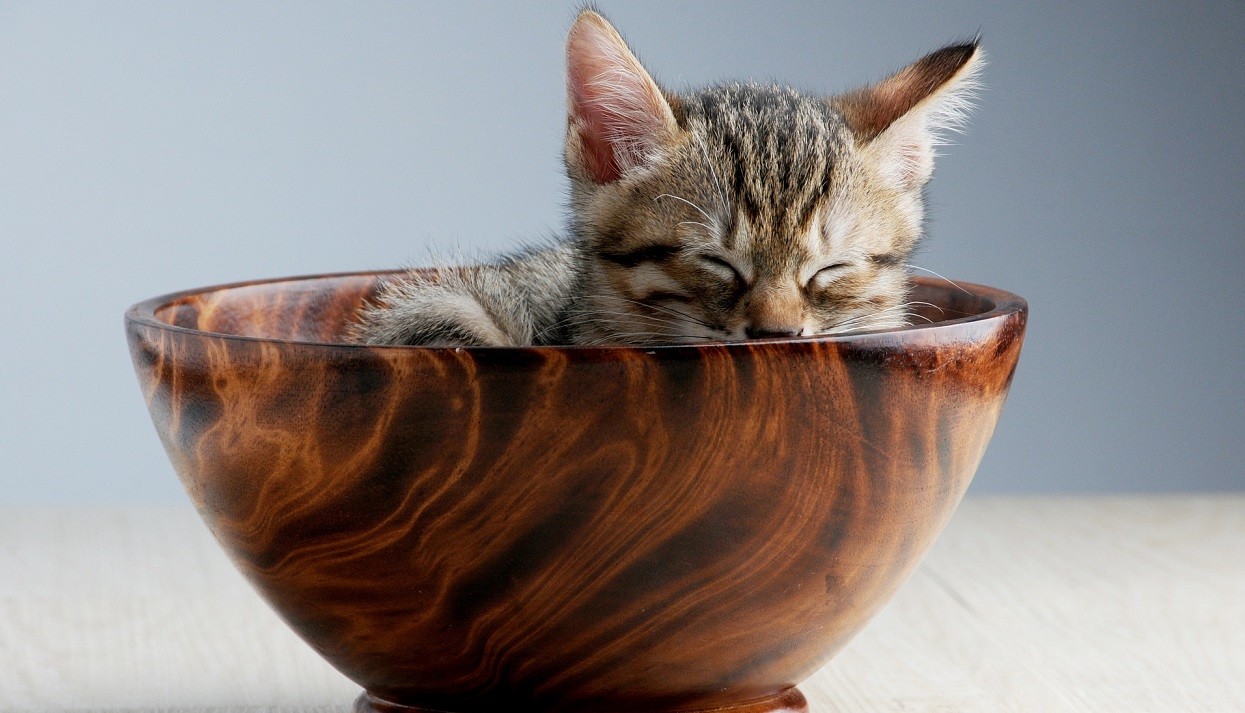 Gatto che dorme nella ciotola: cause e cosa fare | Petsblog