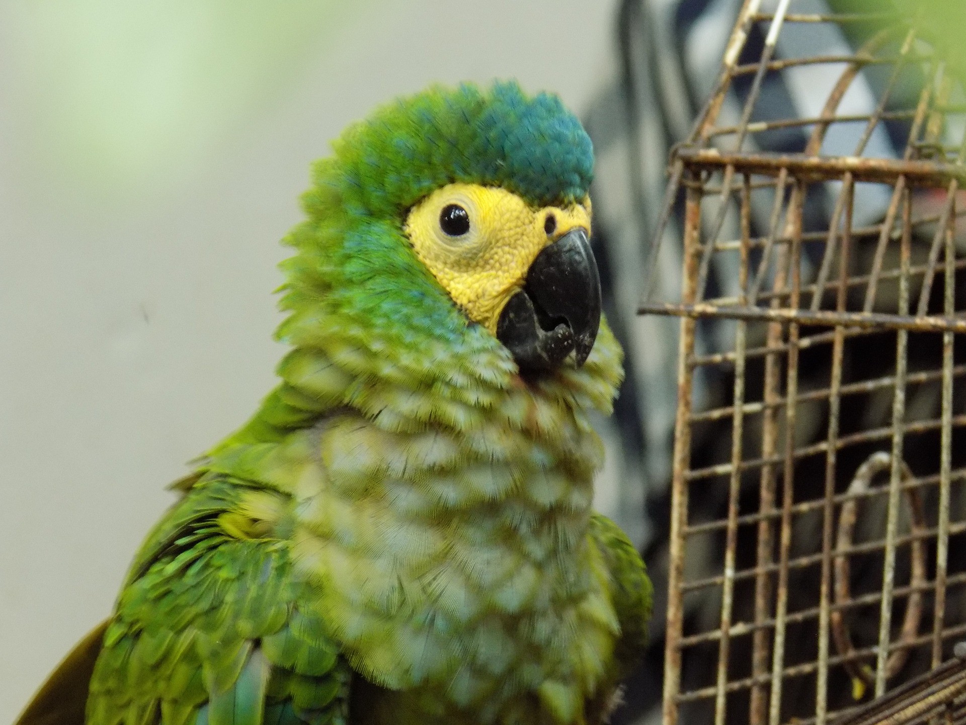 Se il pappagallo non canta più: ecco quando dovresti preoccuparti