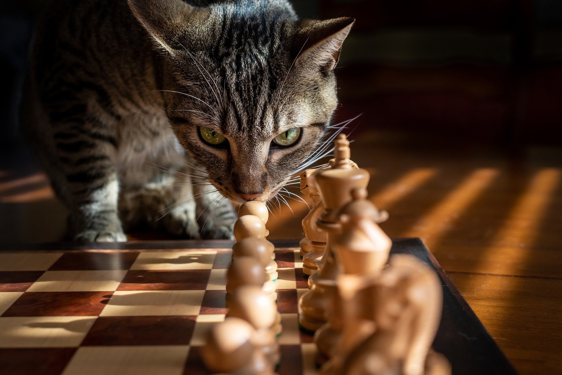 Come giocare con il gatto: 3 idee divertenti da fare a casa
