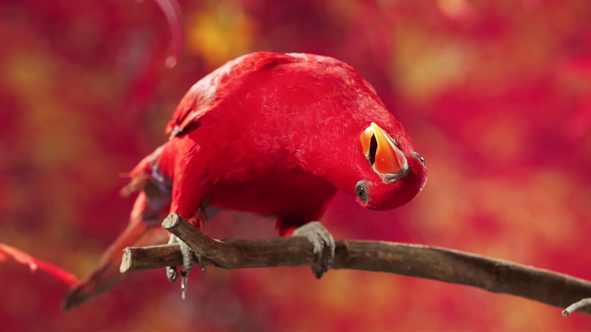 Il mio pappagallo urla sempre: perché? E cosa posso fare?