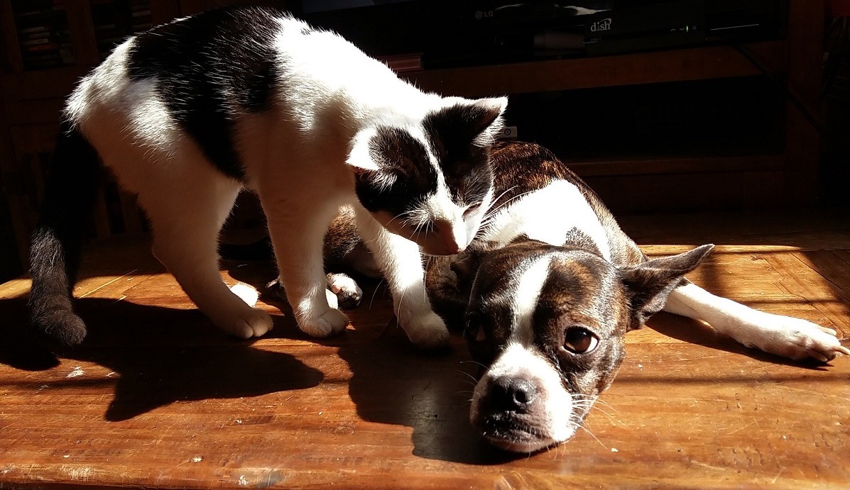 Pus urine del cane e gatto: cause e cosa fare | Petsblog