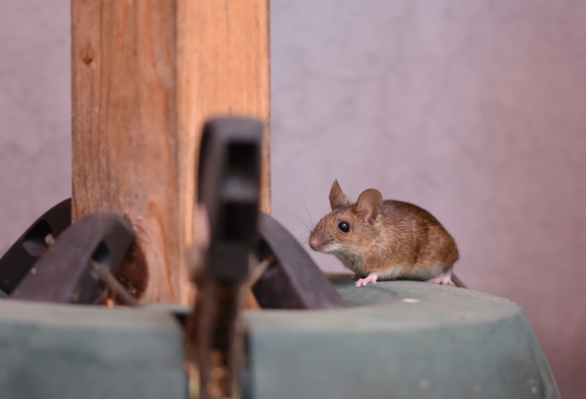 Invasione di topi in Australia: il video shock e le cause del fenomeno