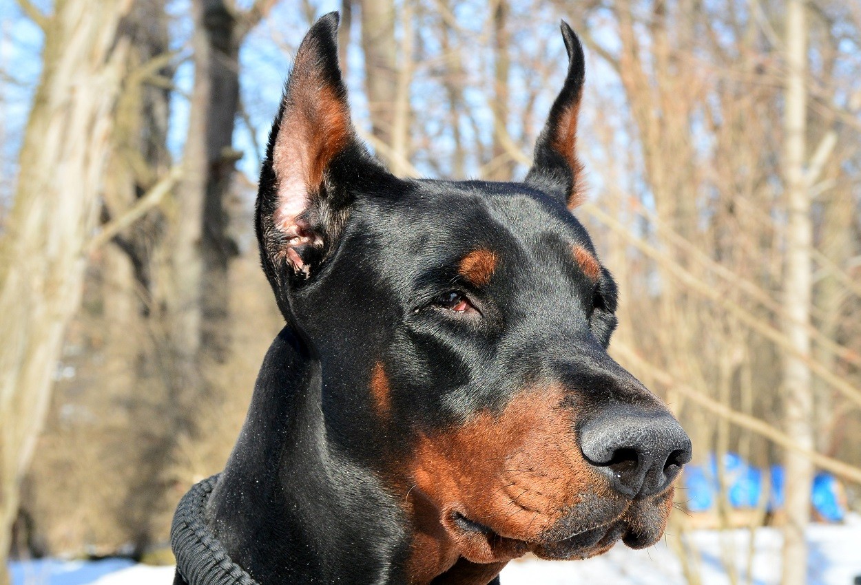 Cani orecchie tagliate: Regno Unito chiede divieto ingresso | Petsblog