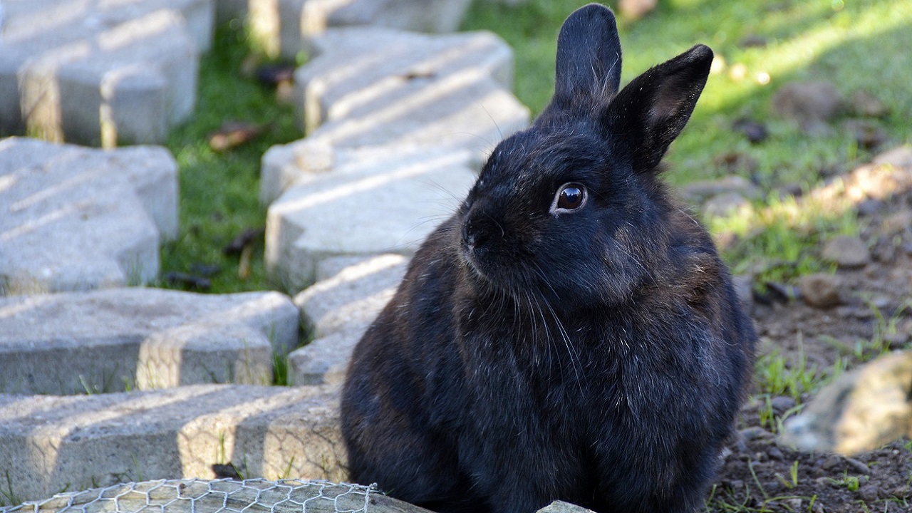 Coniglio che trema: cause e cosa fare - Petsblog