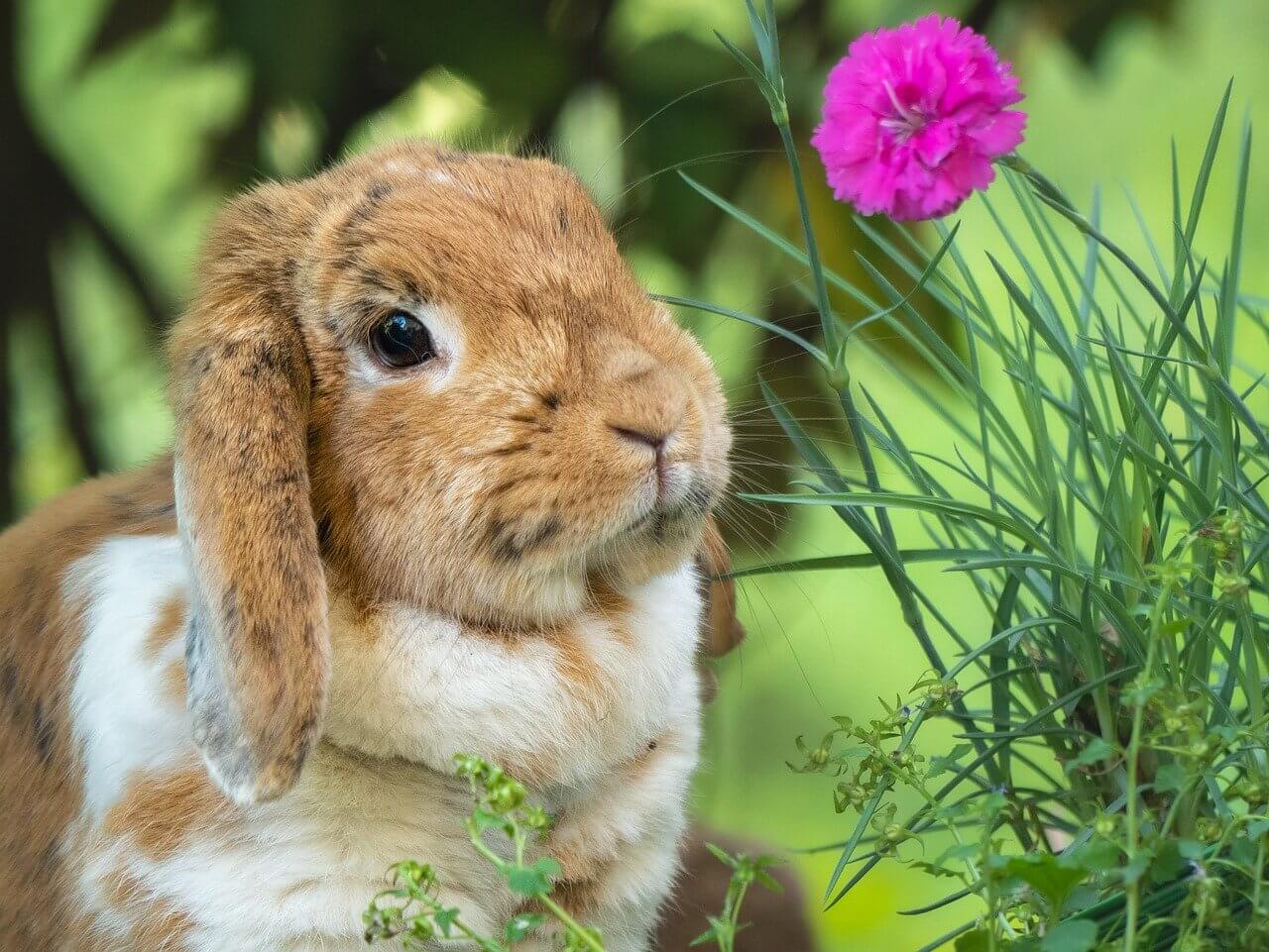 Come capire se un coniglio è incinta - Petsblog
