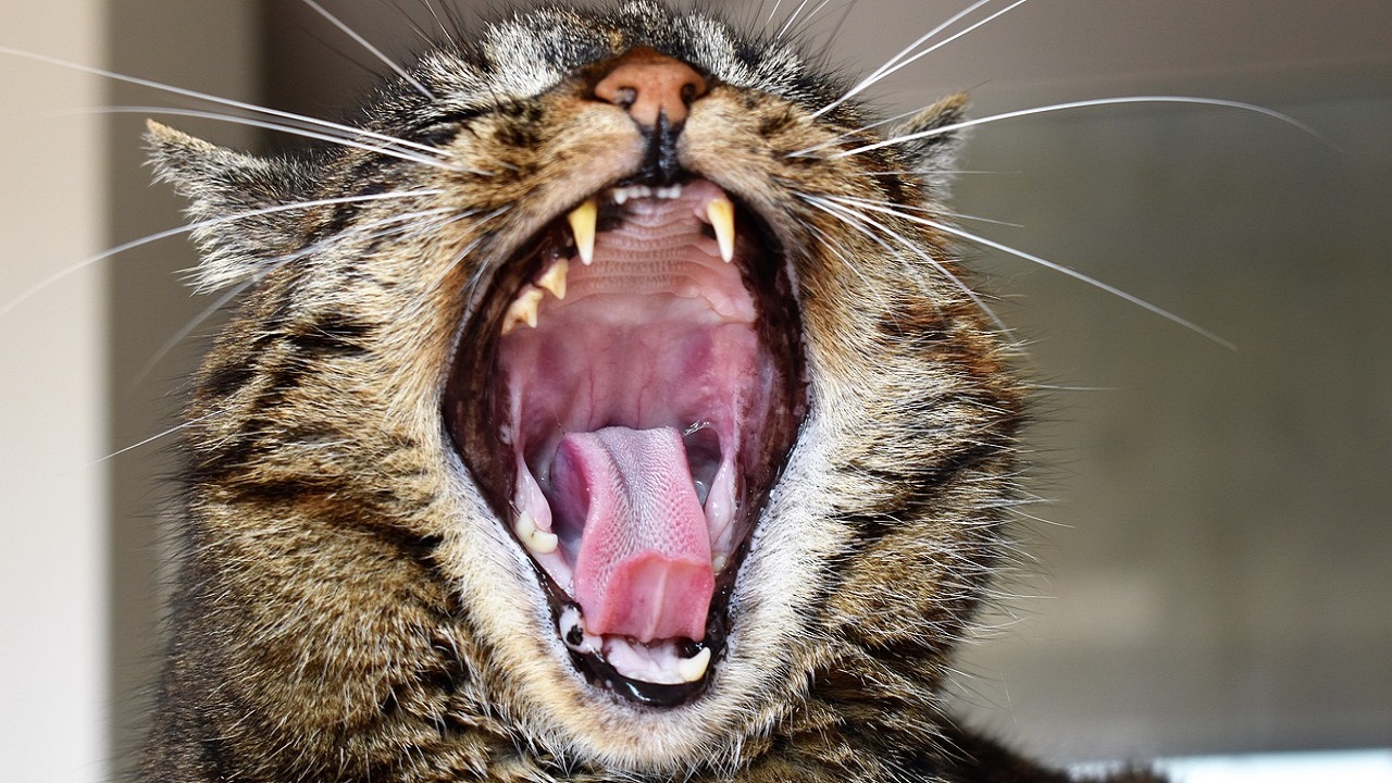 Tartaro gatto: rimedi naturali e cosa fare - Petsblog