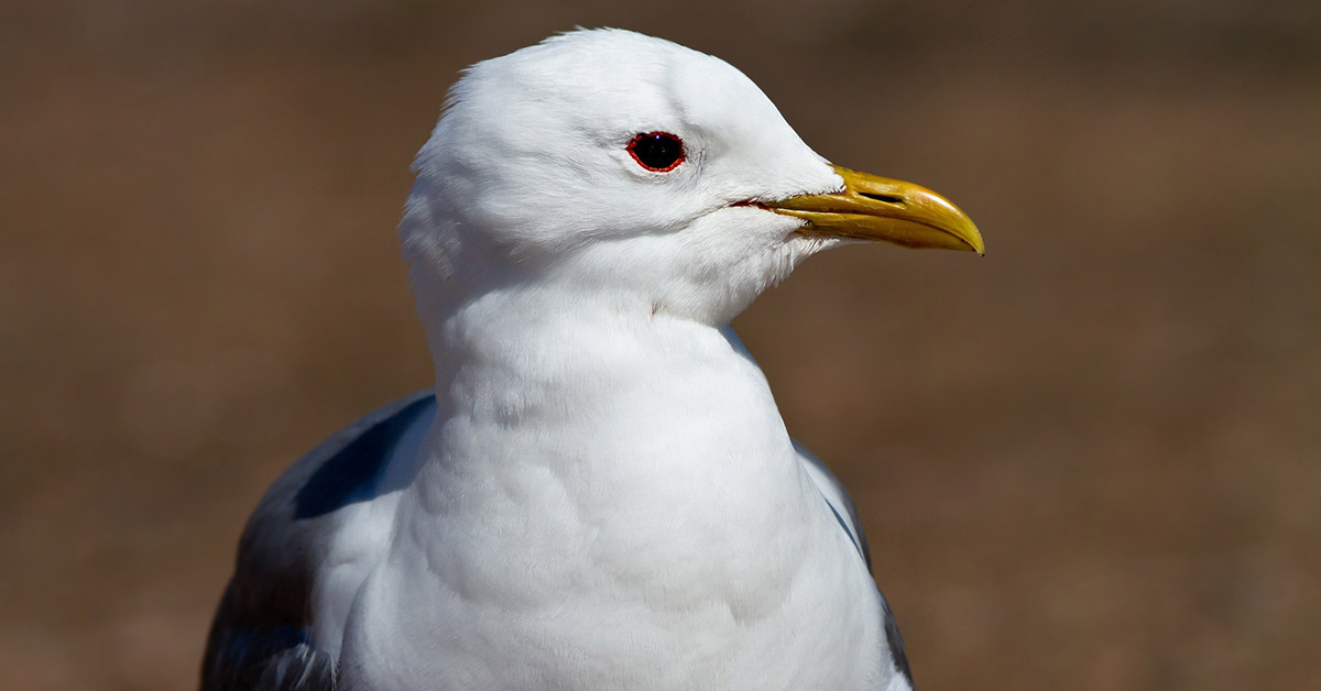 Come respirano gli uccelli? - Petsblog