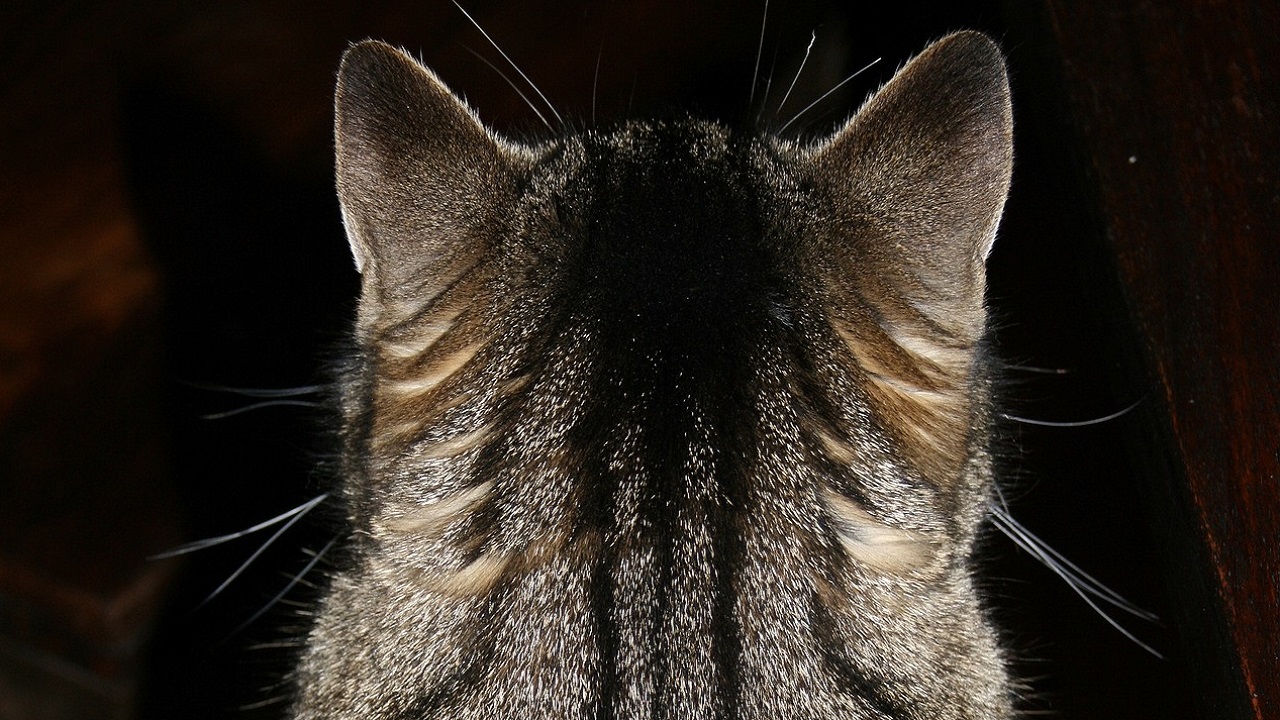 Orecchie calde gatti: cause e cosa fare - Petsblog