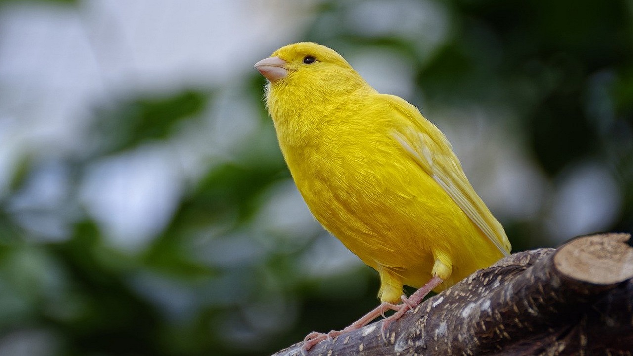 Cosa mangiano i canarini: consigli sull'alimentazione - Petsblog