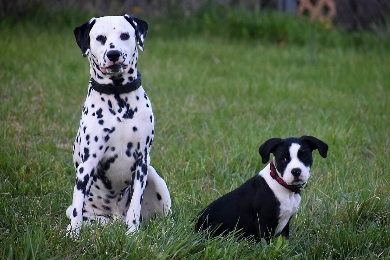 Che carattere ha il dalmata? - Petsblog