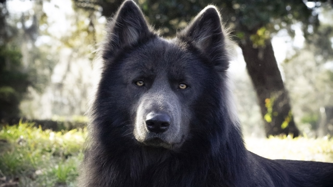 Blue Bay Shepherd razza: allevamento, prezzo e aspetto - Petsblog