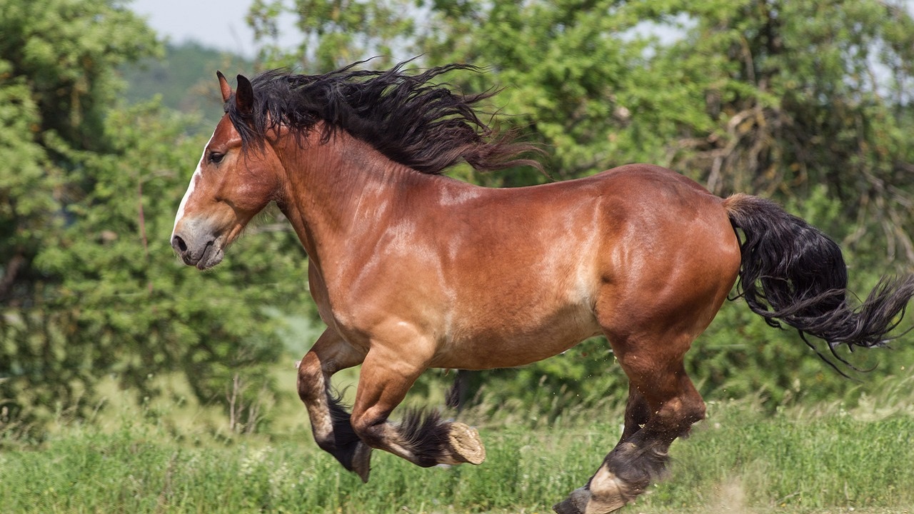 Perché i cavalli vanno ferrati: qualche curiosità - Petsblog