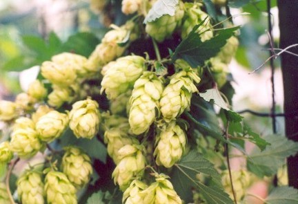 Proprietà benefiche del luppolo - Benessereblog