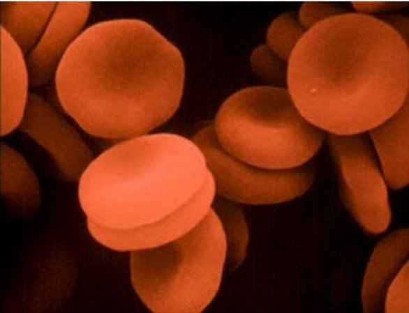 Cosa sono gli eritrociti? Ecco i valori di riferimento nel sangue ...