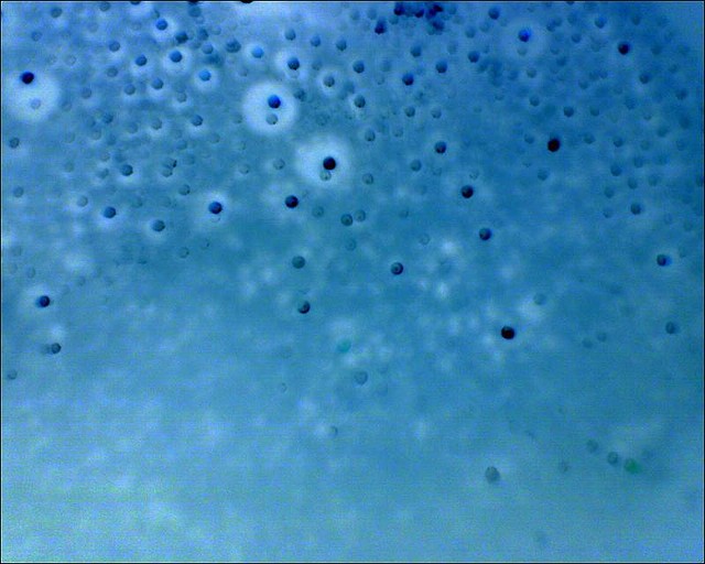 Cosa sono le cellule germinali e qual è la loro funzione - Benessereblog