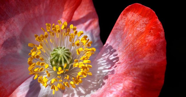 Papavero: caratteristiche, proprietà e significato - Greenstyle.it