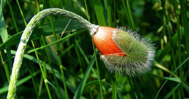 Papavero: caratteristiche, proprietà e significato - Greenstyle.it