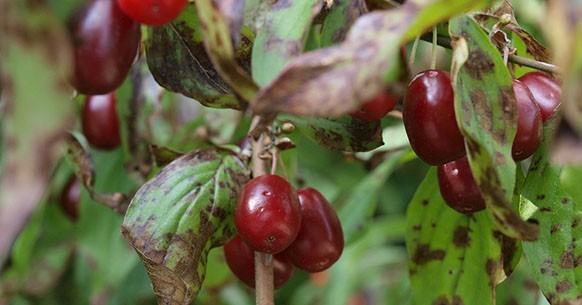 Corniolo (frutto): proprietà e usi in cucina - GreenStyle