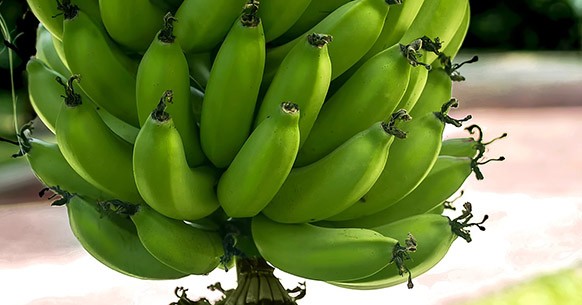 Platano (frutto): ricette e proprietà - GreenStyle