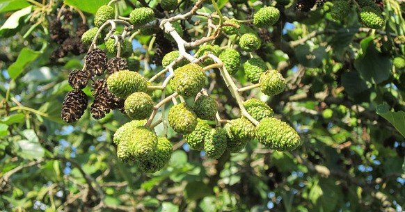 Ontano: coltivazione e proprietà - Greenstyle.it