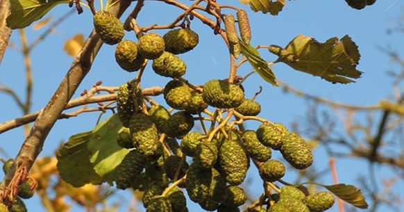 Ontano: coltivazione e proprietà - Greenstyle.it